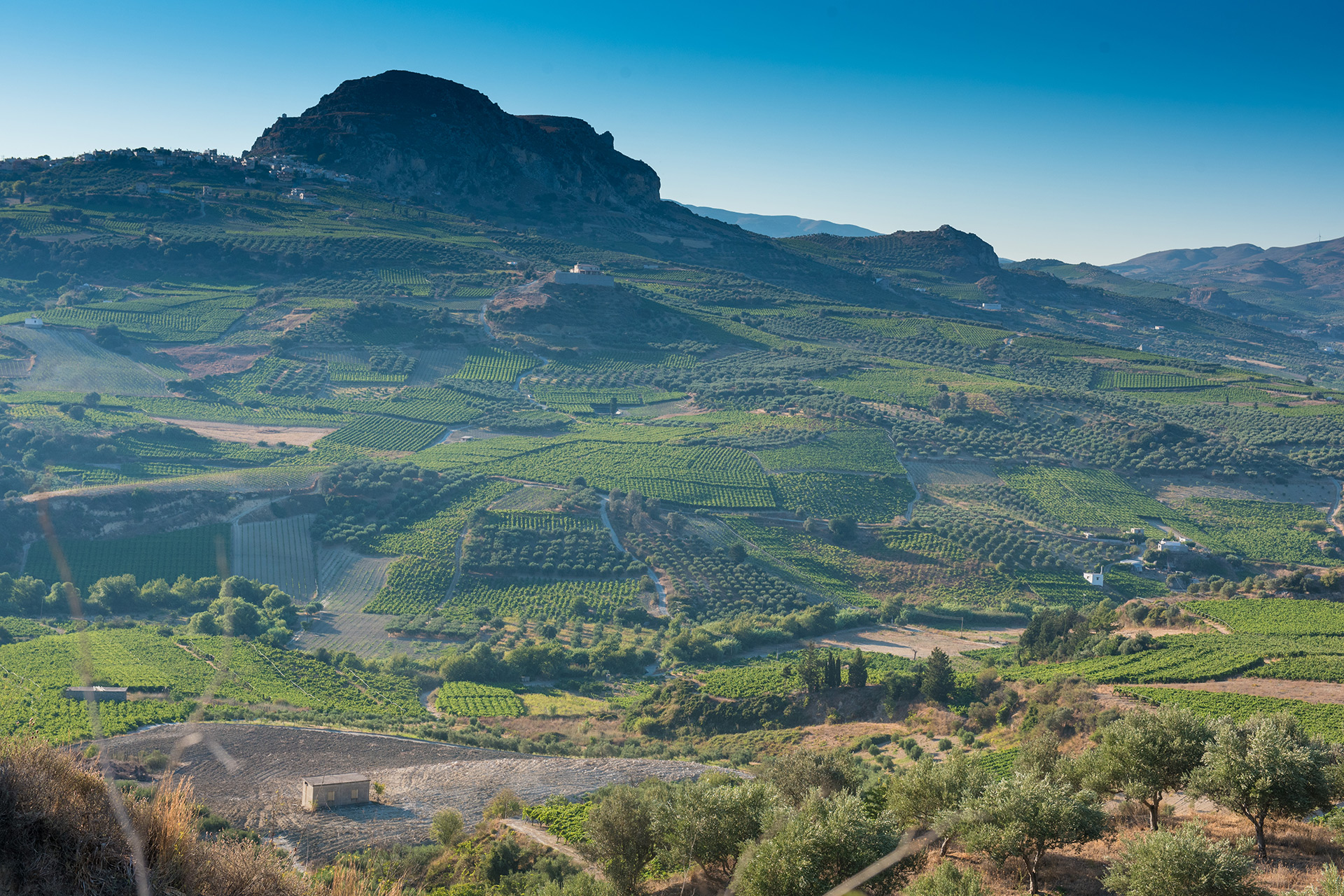 Wines of Crete | Discover the magic of the Cretan Vineyard